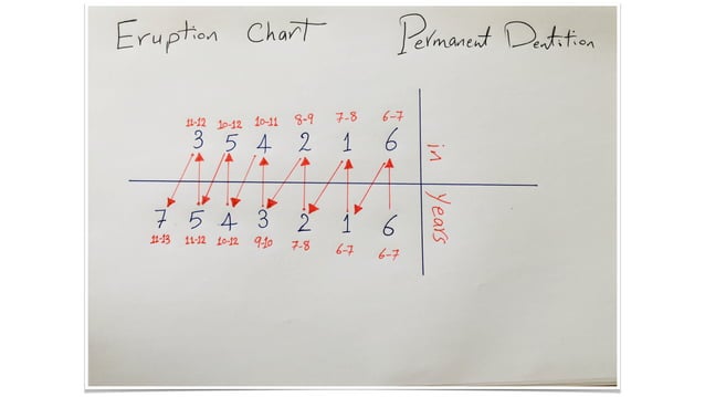 Lab.8. B. Eruption Chart Permanent.pdf | Dental Health | Diseases and ...