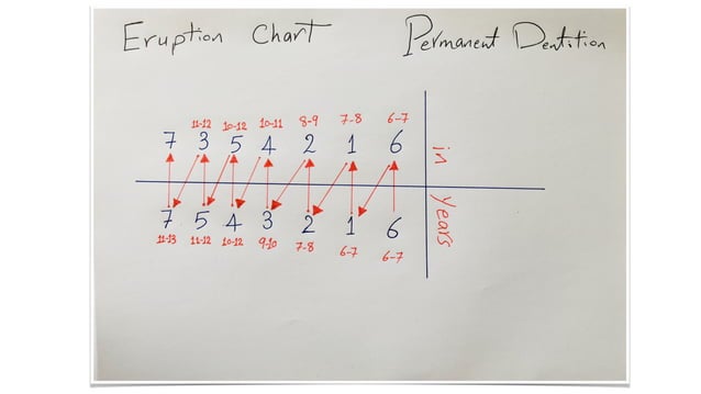 Lab.8. B. Eruption Chart Permanent.pdf | Dental Health | Diseases and ...