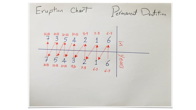 Lab.8. B. Eruption Chart Permanent.pdf | Dental Health | Diseases and ...