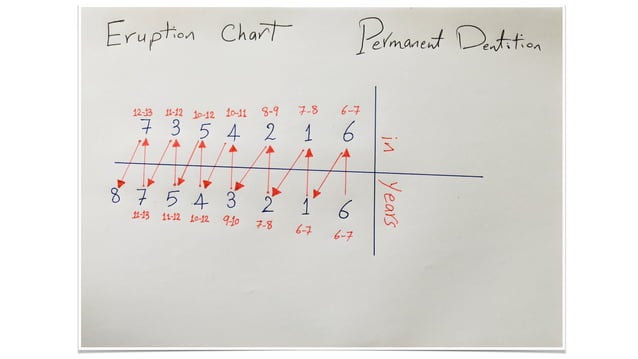 Lab.8. B. Eruption Chart Permanent.pdf | Dental Health | Diseases and ...