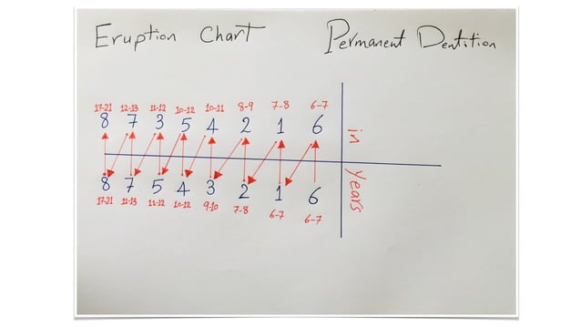 Lab.8. B. Eruption Chart Permanent.pdf | Dental Health | Diseases and ...