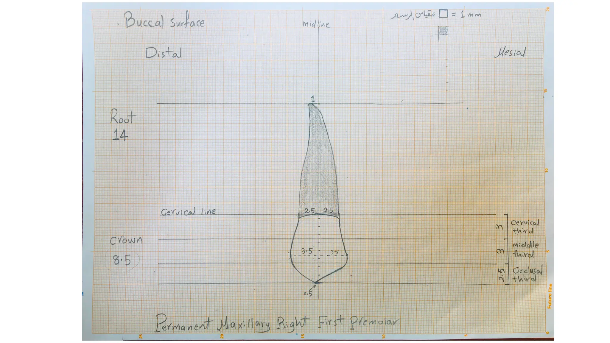 Lab.8. C. Drawing Labs Review.pdf