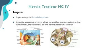 Lab. de Anatomía I - Pares Craneales.pdf