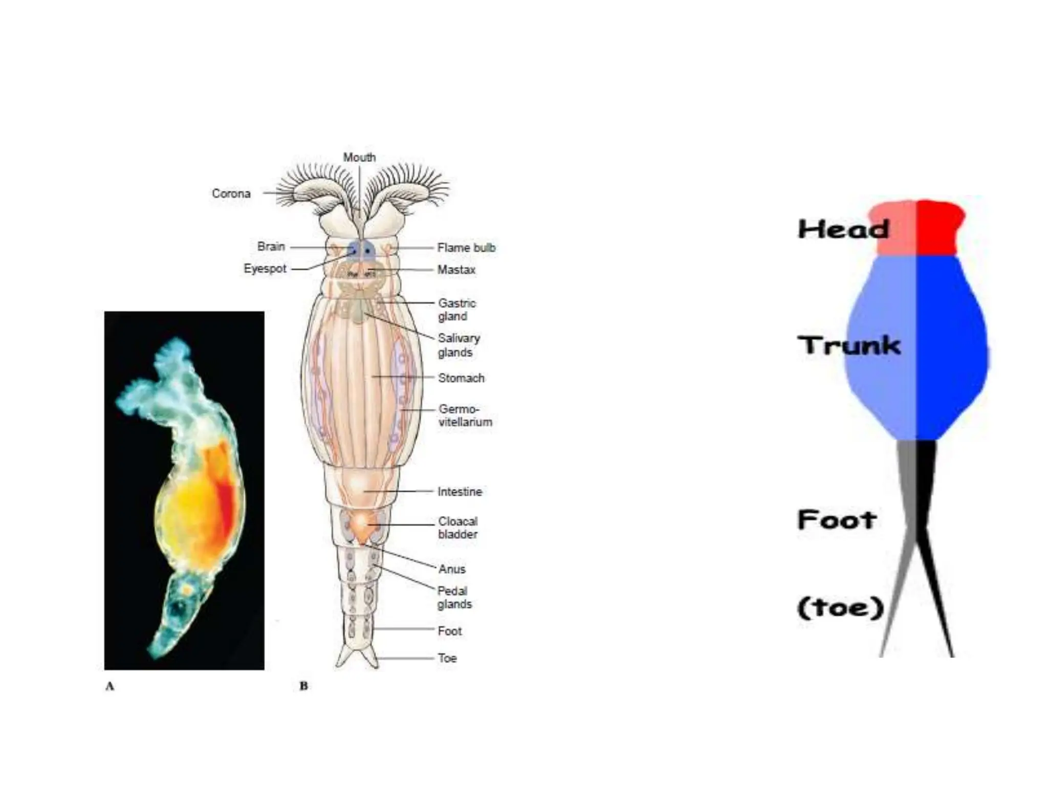 lab.3.A.pptx................................... | PPTX