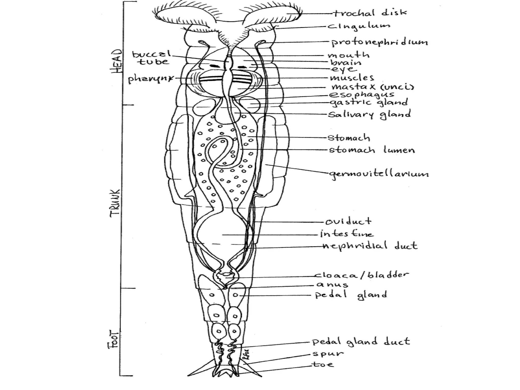 lab.3.A.pptx................................... | PPTX