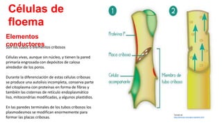 Lab. tejidos 2° parte.pptx es una presentación | PPTX