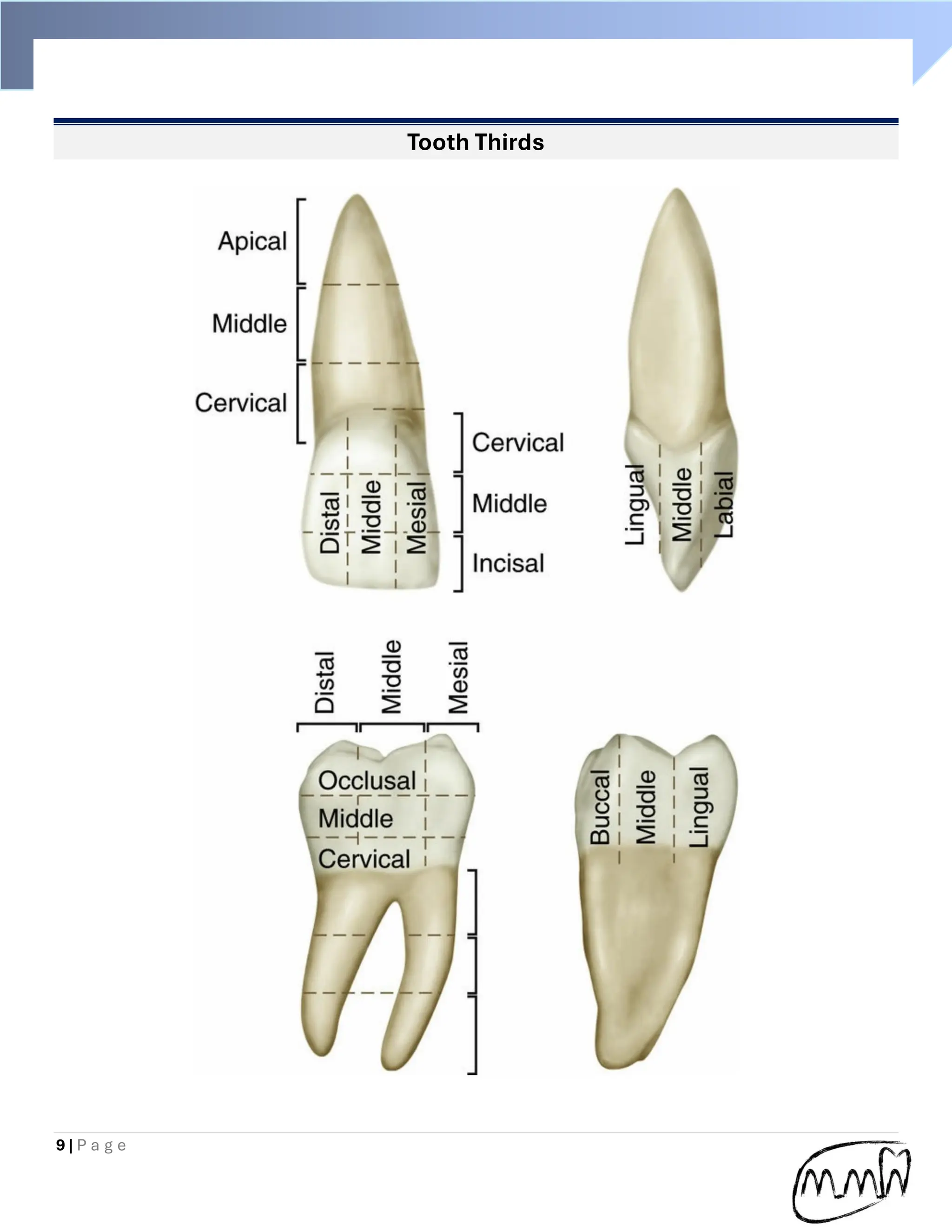 Handbook of Dental anatomy (practical part) | PDF