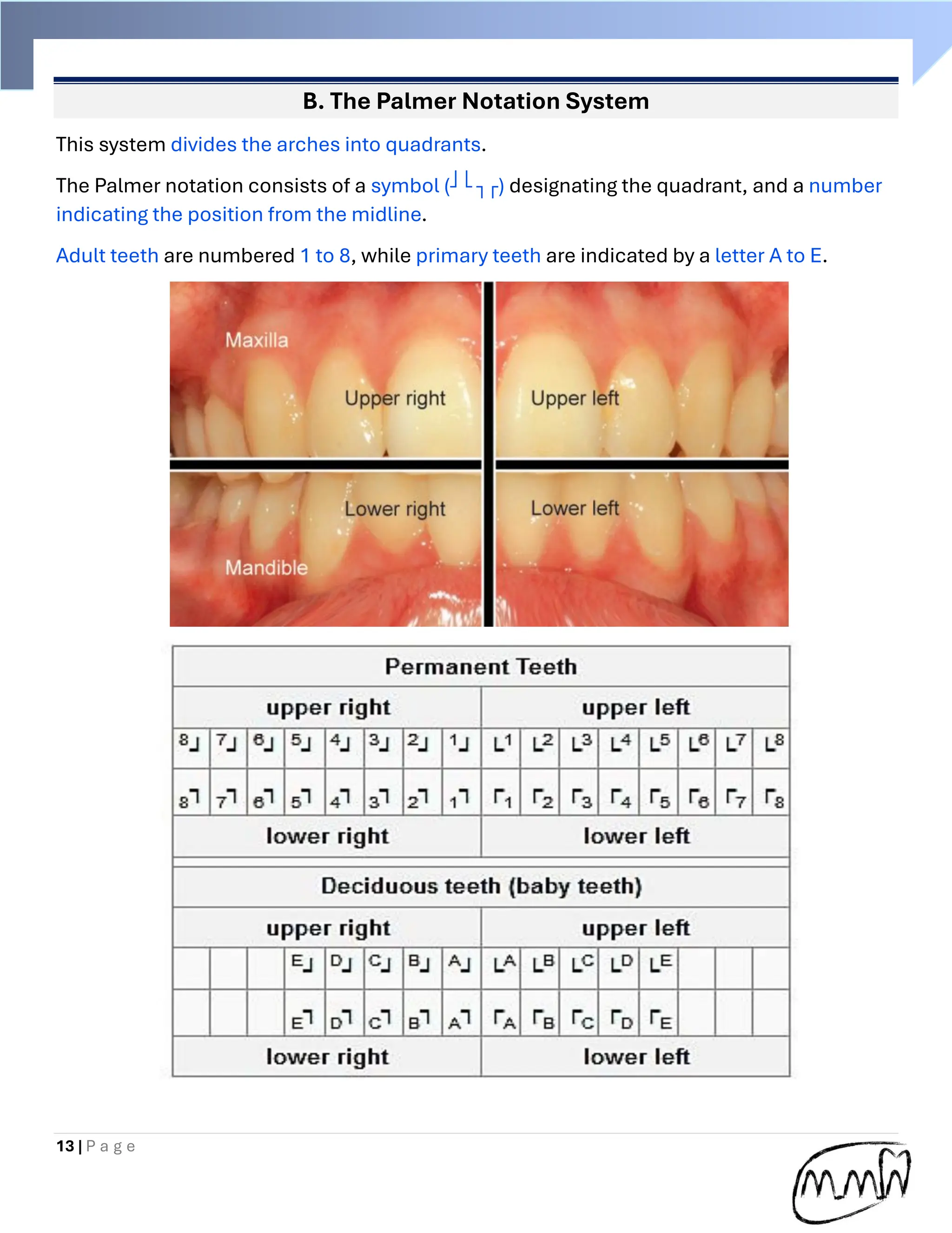 Handbook of Dental anatomy (practical part) | PDF