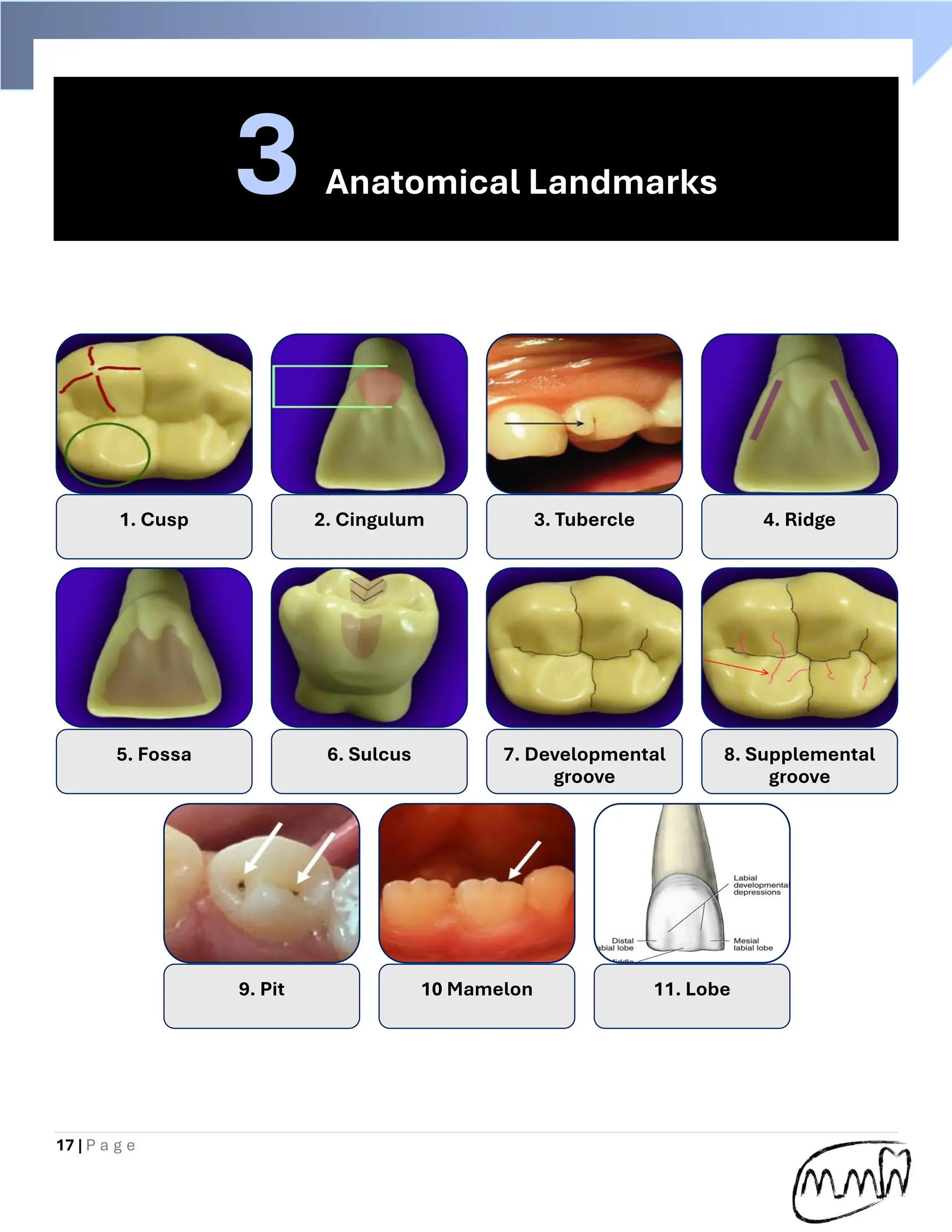 Handbook of Dental anatomy (practical part) | PDF