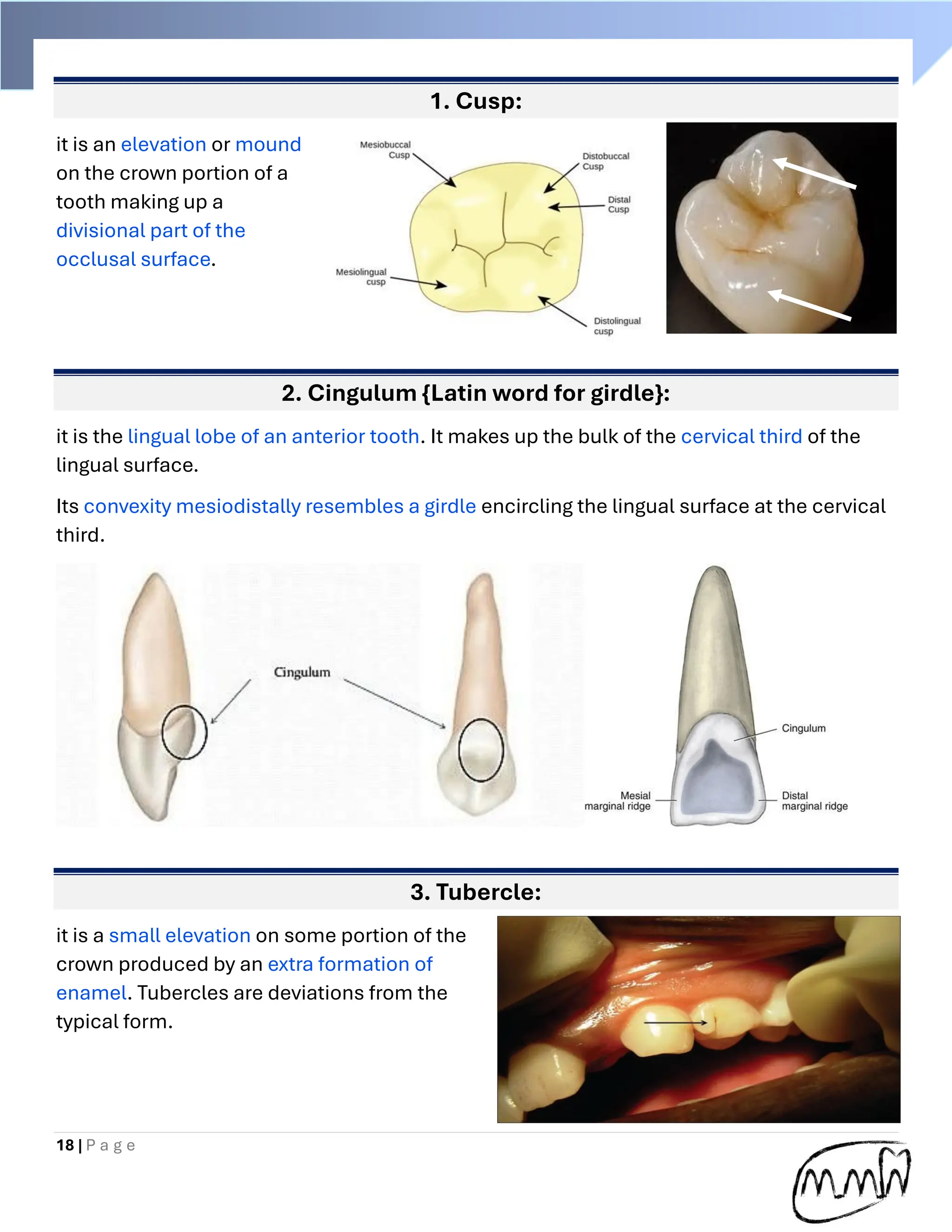 Handbook of Dental anatomy (practical part) | PDF