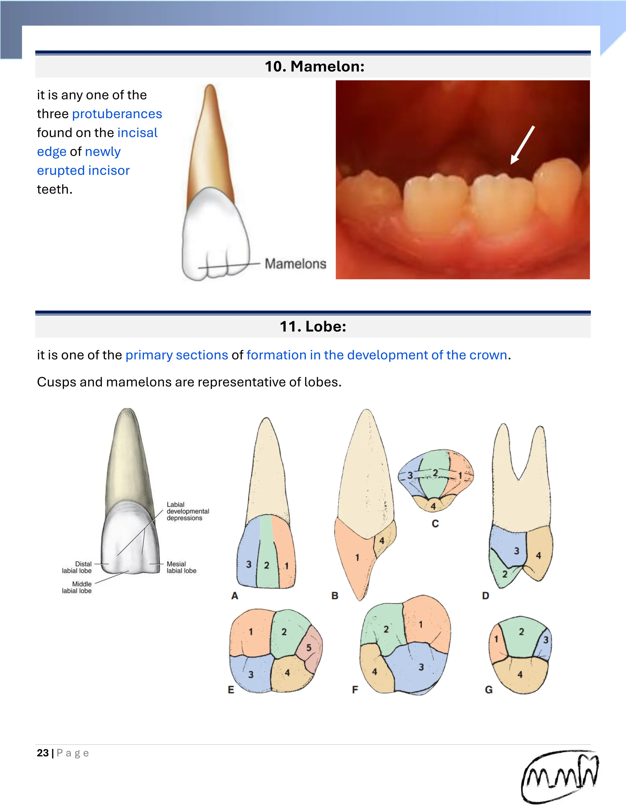 Handbook of Dental anatomy (practical part) | PDF