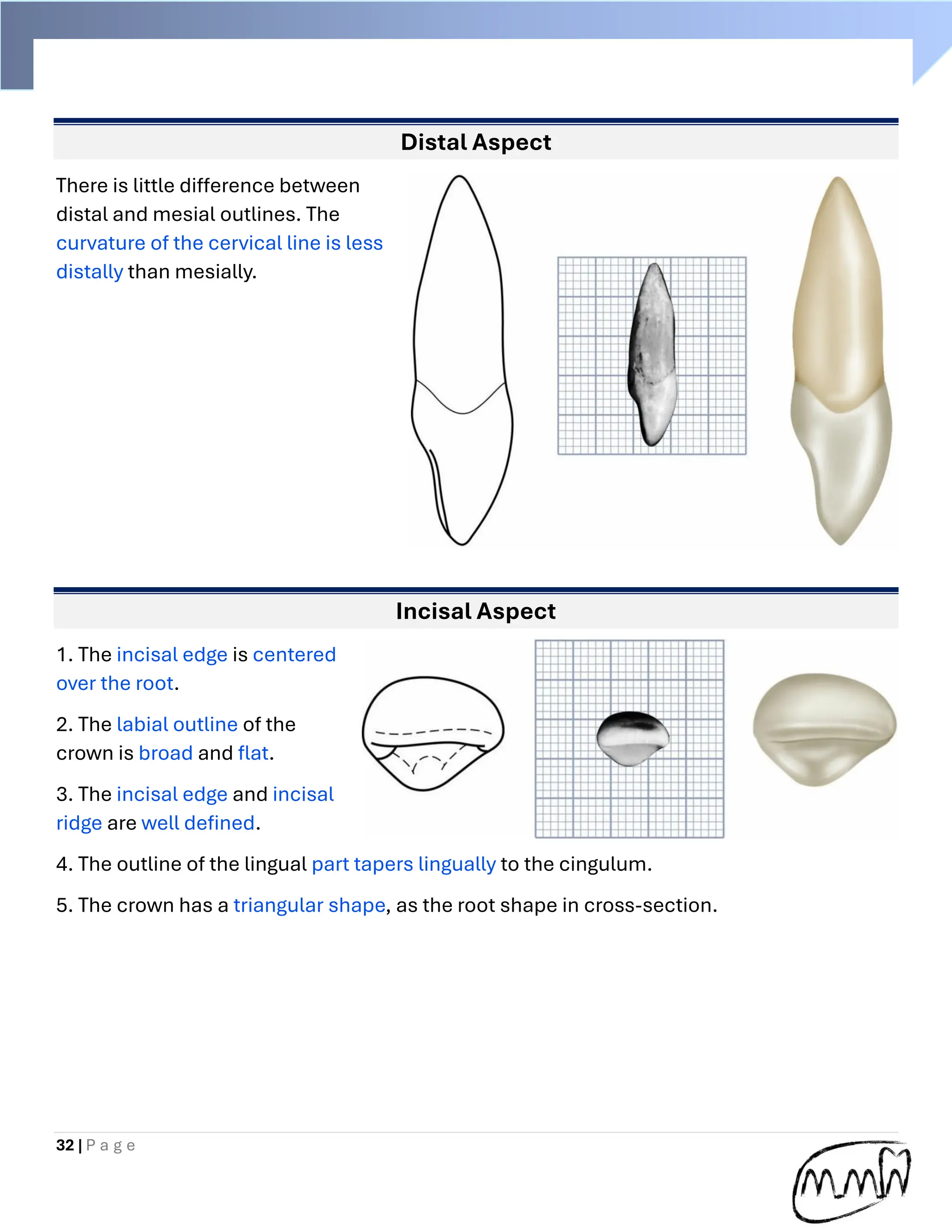 Handbook of Dental anatomy (practical part) | PDF