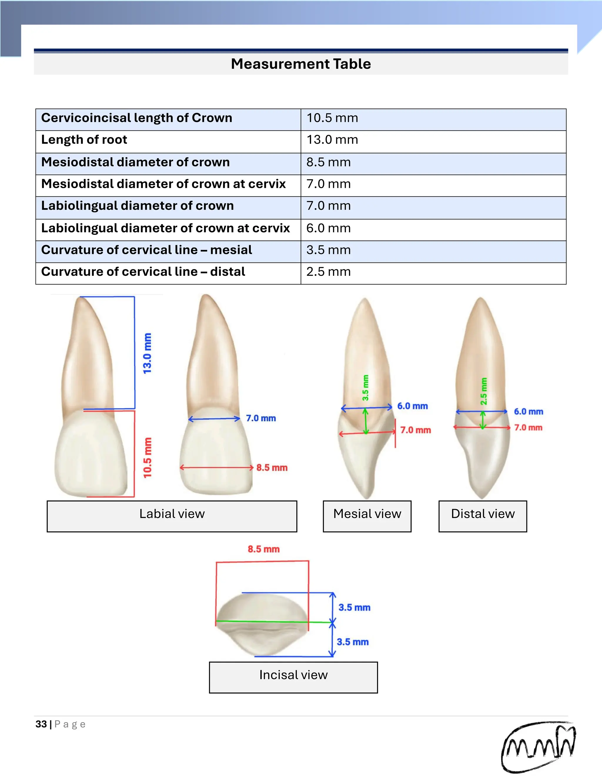 Handbook of Dental anatomy (practical part) | PDF