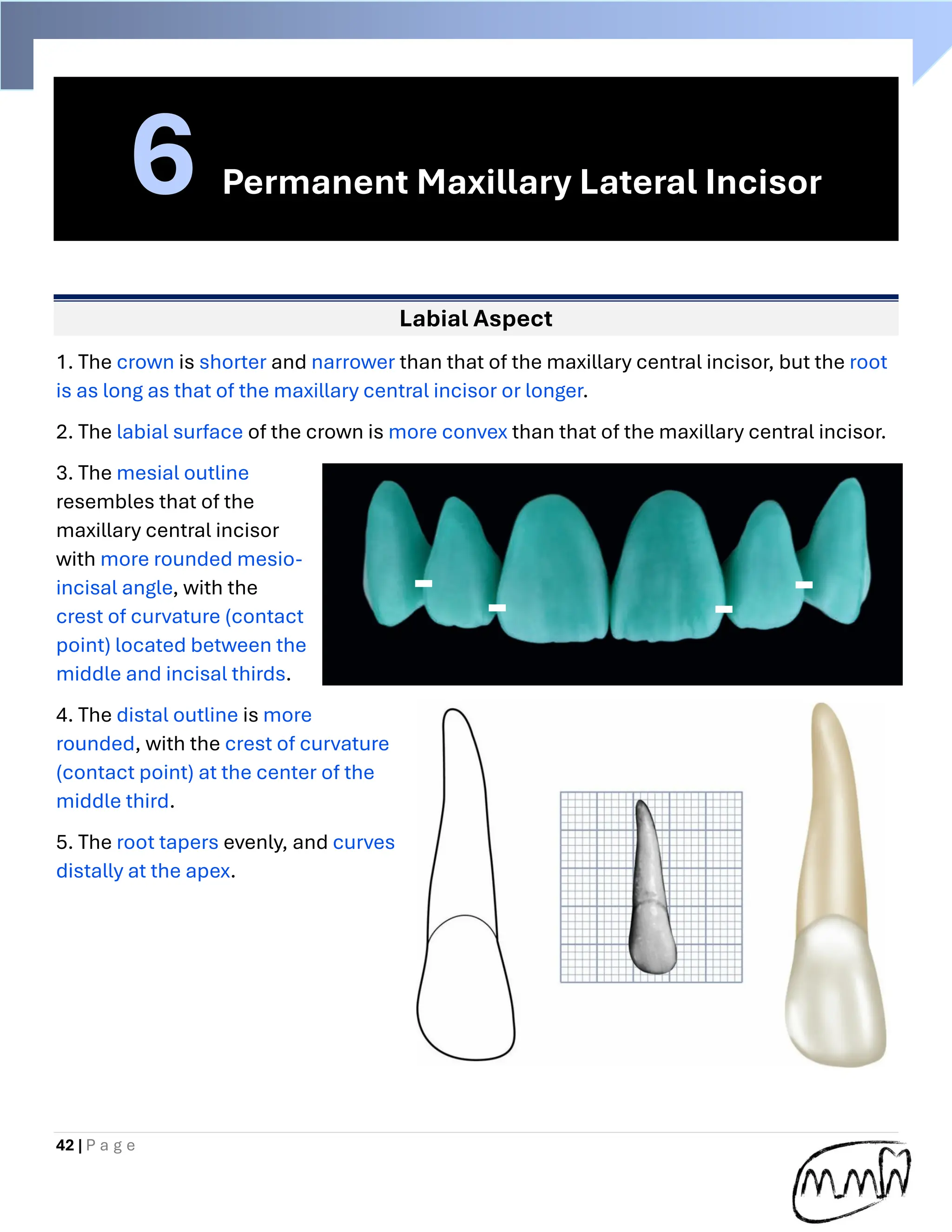 Handbook of Dental anatomy (practical part) | PDF