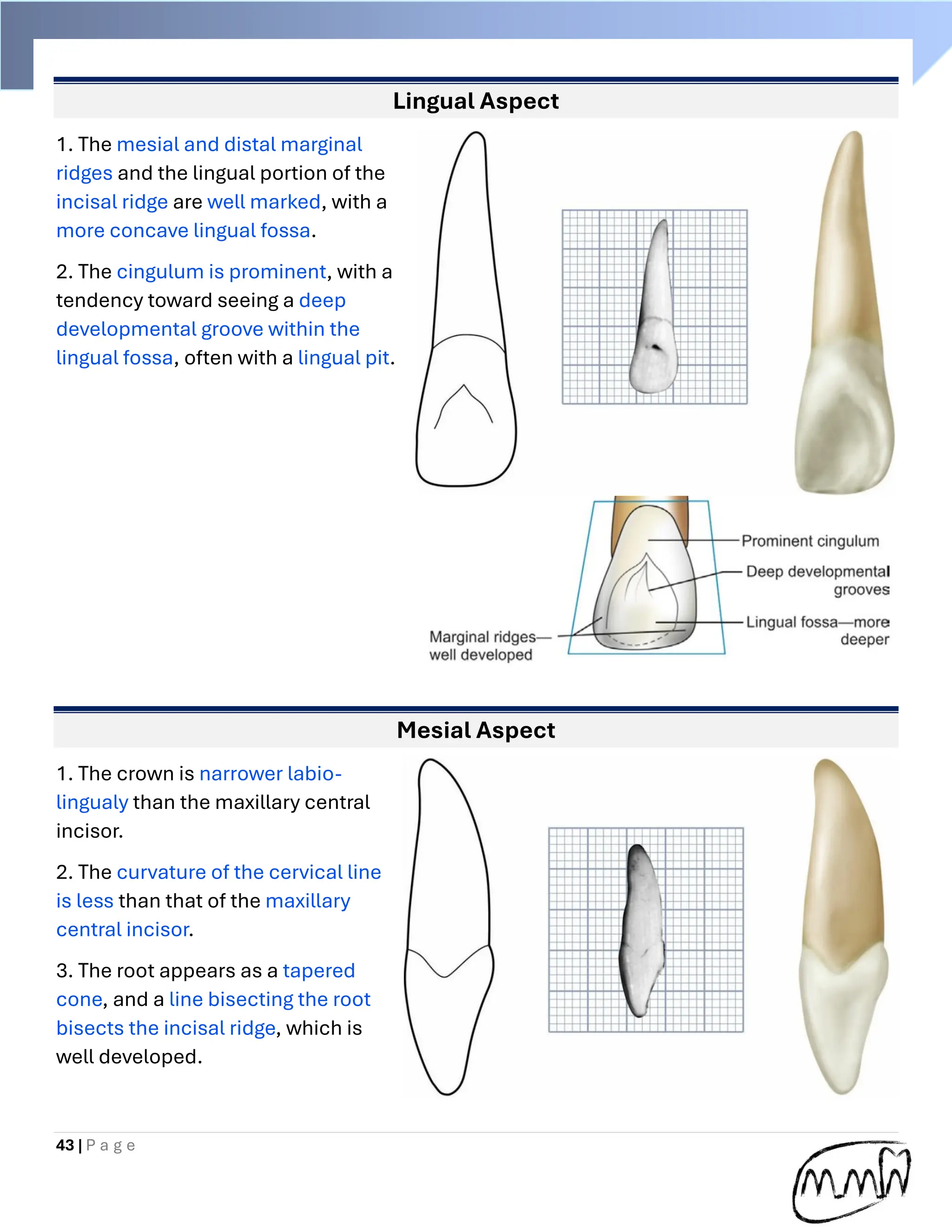 Handbook of Dental anatomy (practical part) | PDF