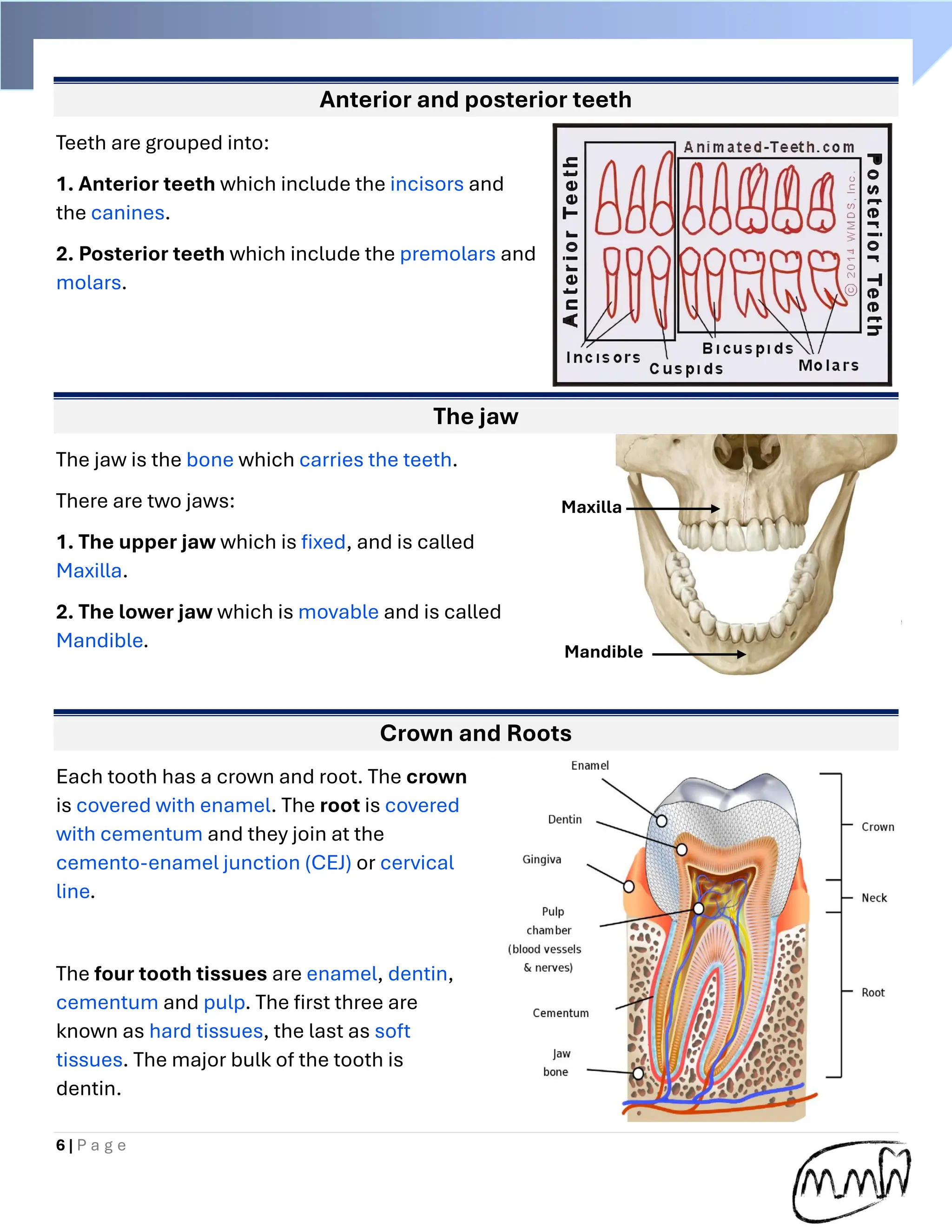 Handbook of Dental anatomy (practical part) | PDF | Dental Health ...