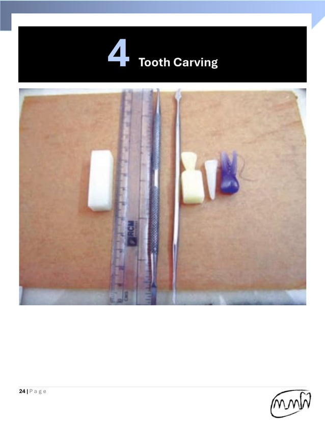 Handbook of Dental anatomy (practical part) | PDF | Dental Health ...