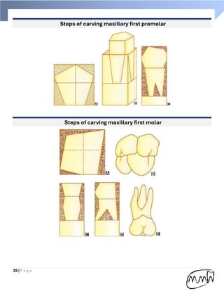Handbook of Dental anatomy (practical part) | PDF