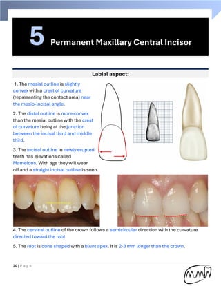 Handbook of Dental anatomy (practical part) | PDF