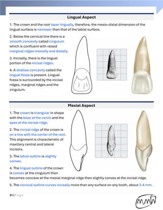 Handbook of Dental anatomy (practical part) | PDF