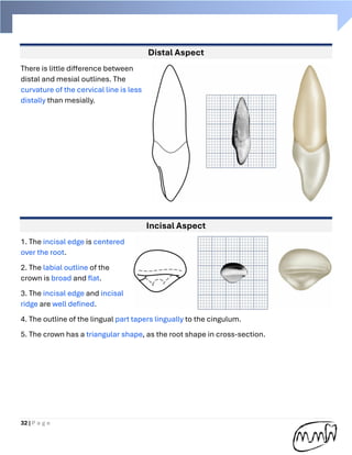 Handbook of Dental anatomy (practical part) | PDF