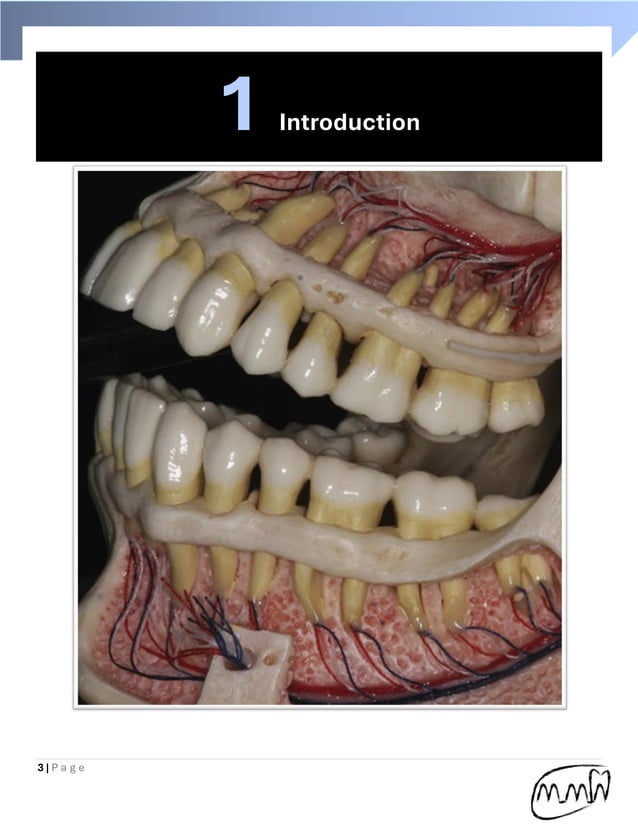 Handbook of Dental anatomy (practical part) | PDF | Dental Health ...