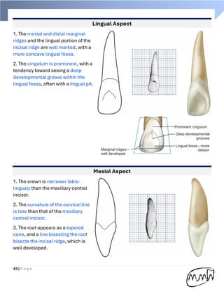 Handbook of Dental anatomy (practical part) | PDF