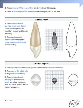 Handbook of Dental anatomy (practical part) | PDF