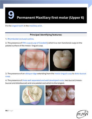 Handbook of Dental anatomy (practical part) | PDF