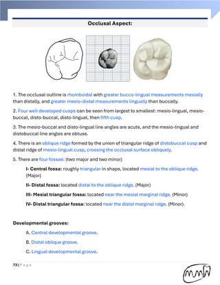 Handbook of Dental anatomy (practical part) | PDF