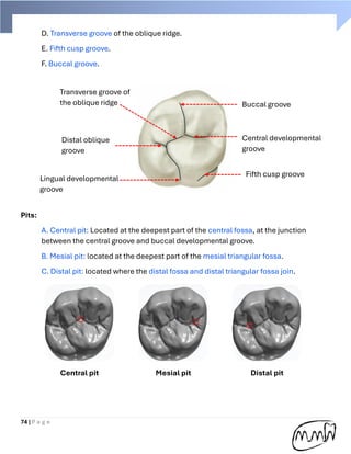 Handbook of Dental anatomy (practical part) | PDF