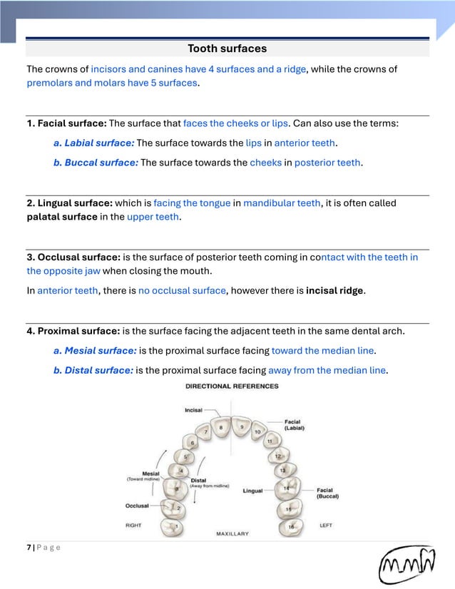 Handbook of Dental anatomy (practical part) | PDF | Dental Health ...