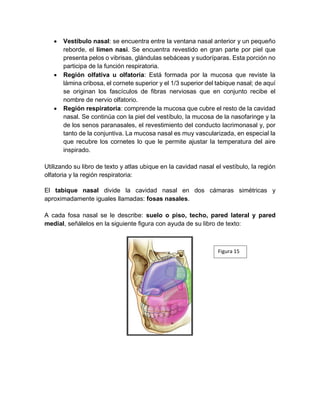 norma craneales.mandibula,cavidades craneales y foramenes.pdf