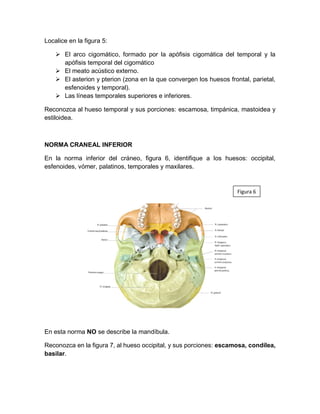 norma craneales.mandibula,cavidades craneales y foramenes.pdf