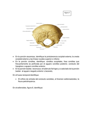 norma craneales.mandibula,cavidades craneales y foramenes.pdf