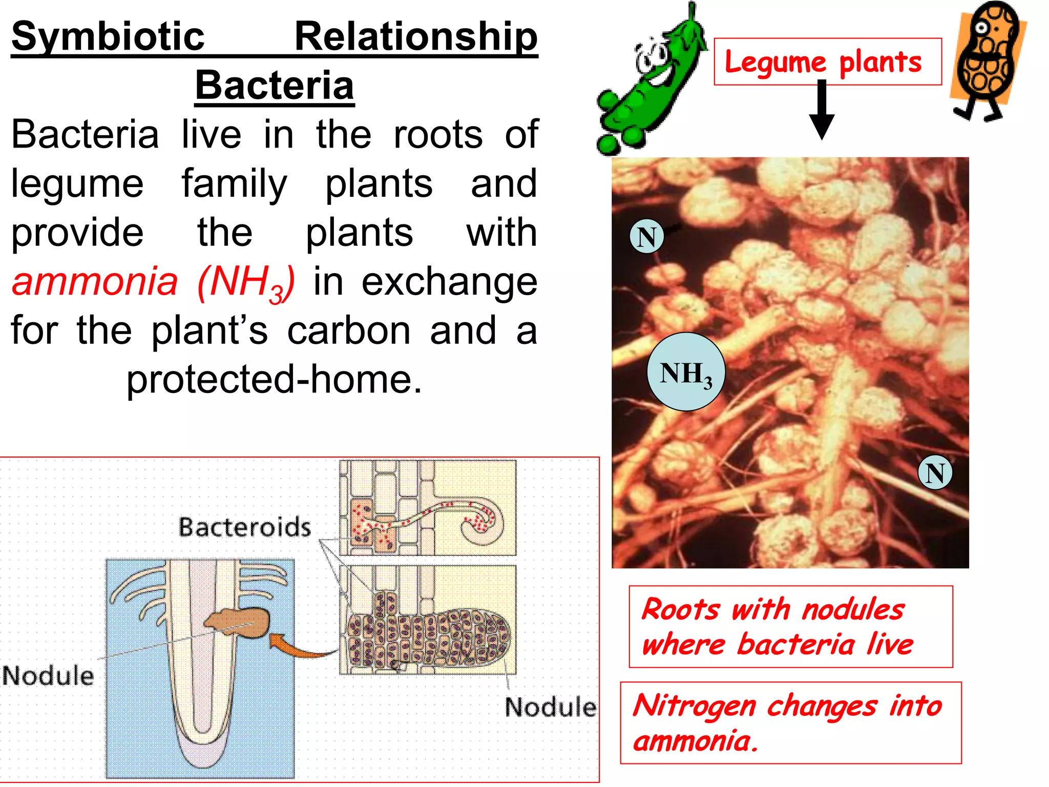 Lab.8 isolation of nitrogen fixer bacteria | PDF
