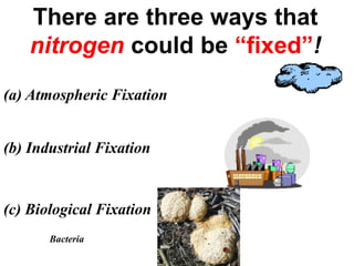 Lab.8 isolation of nitrogen fixer bacteria | PDF