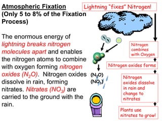Lab.8 isolation of nitrogen fixer bacteria | PDF