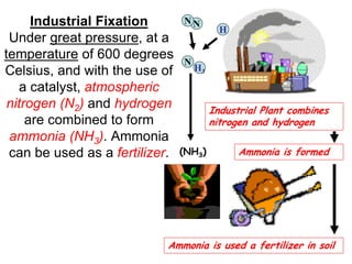 Lab.8 isolation of nitrogen fixer bacteria | PDF