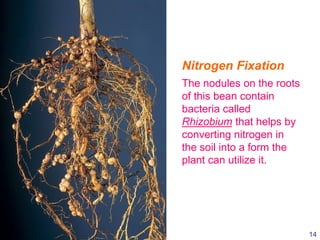 Lab.8 isolation of nitrogen fixer bacteria | PDF