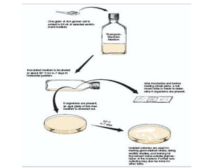 Lab.8 isolation of nitrogen fixer bacteria | PDF