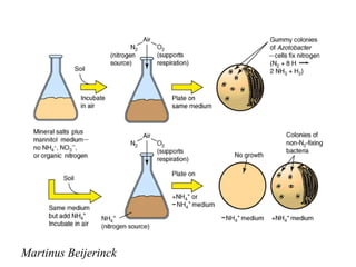 Lab.8 isolation of nitrogen fixer bacteria | PDF