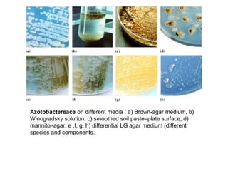 Lab.8 isolation of nitrogen fixer bacteria | PDF