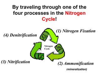 Lab.8 isolation of nitrogen fixer bacteria | PDF