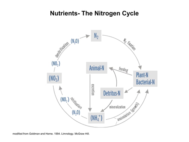 Lab.8 isolation of nitrogen fixer bacteria | PDF