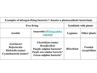 Nitrogen Fixation Examples