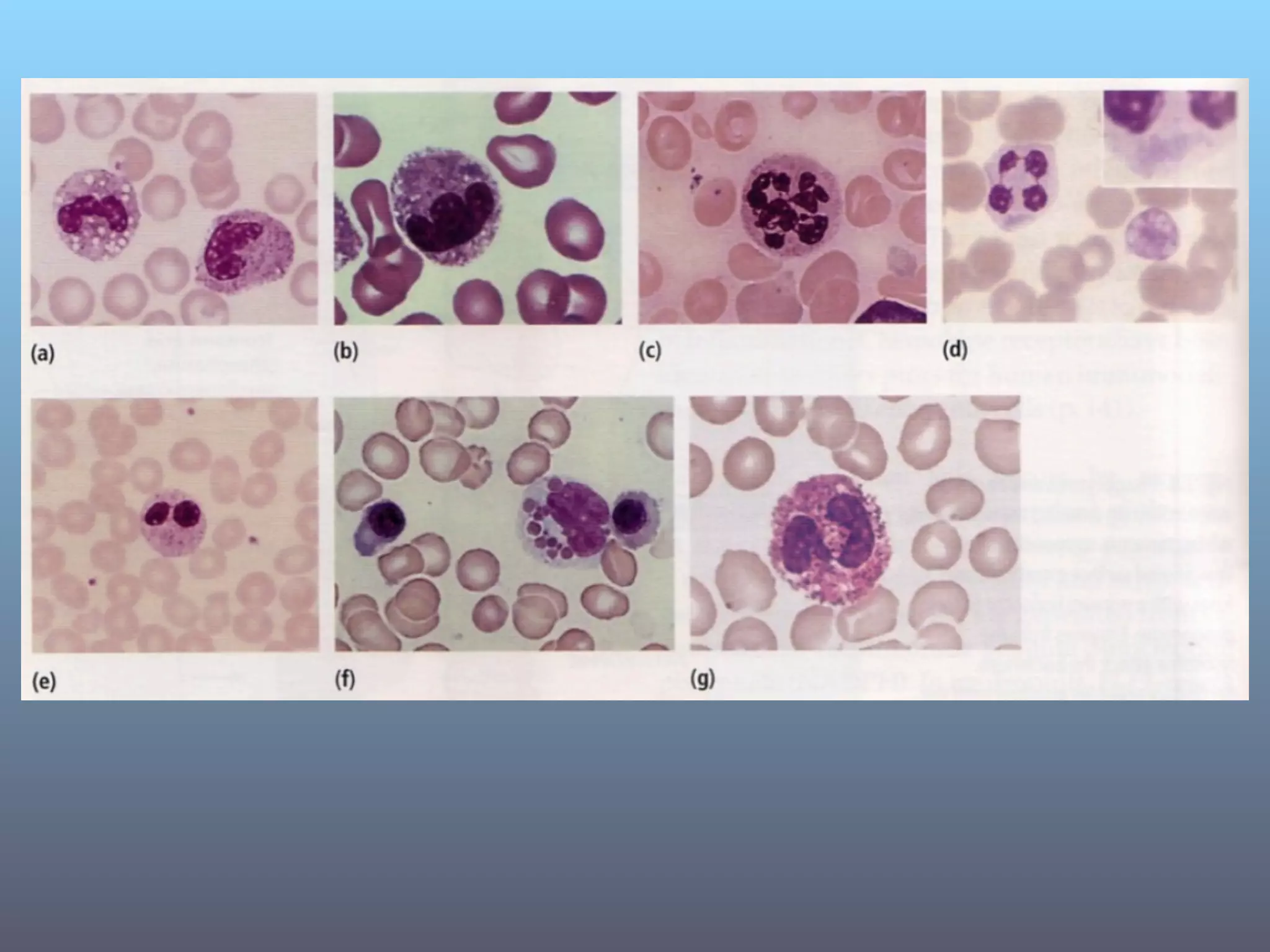 Lab Hemato Morphology Key | ZIP