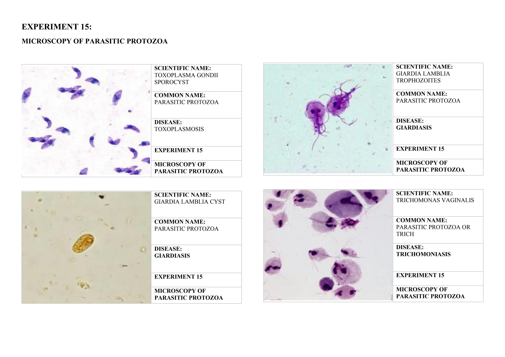 MICROBIOLOGY AND PARASITOLOGY LAB OSPE PDF | PPT