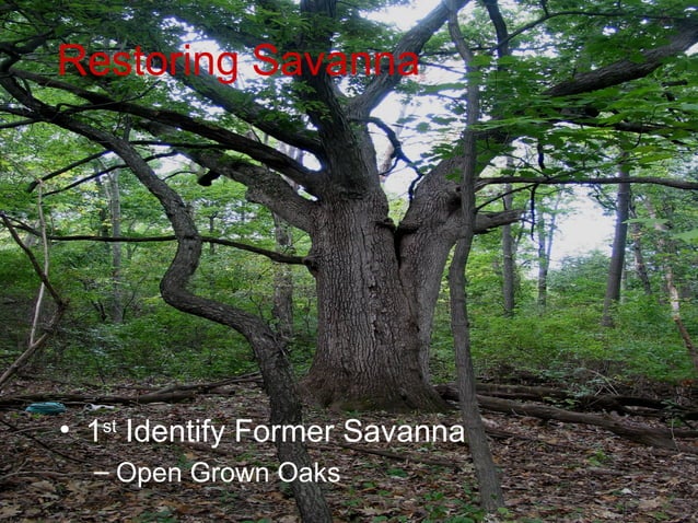 Oak Savanna Restoration in the Midwest | PPT
