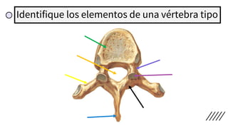 Lab 02 MORF319 Columna Vertebral.pdf